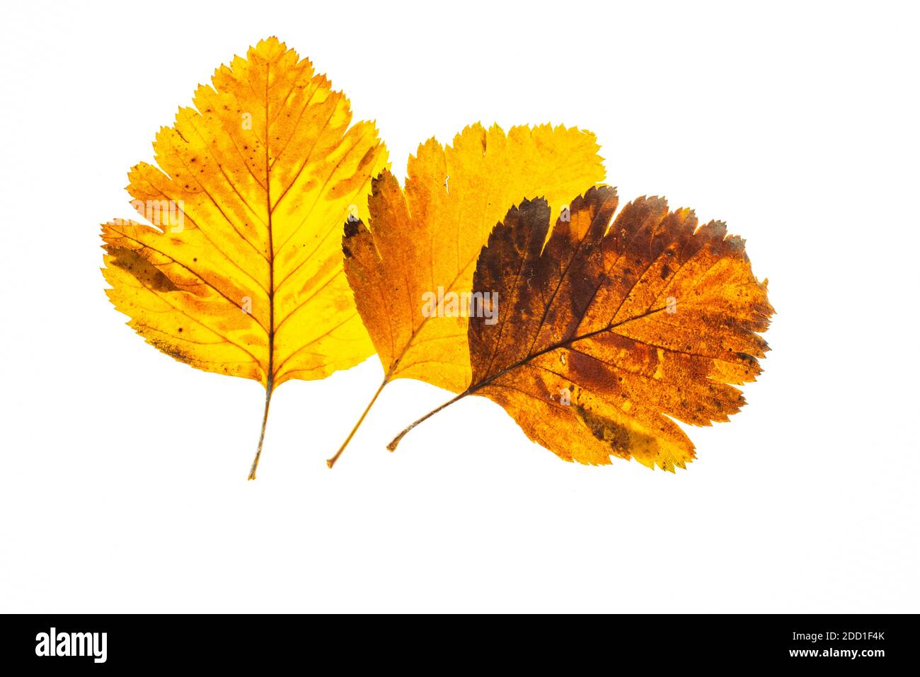 Autumn thanksgiving background design Cut Out Stock Images & Pictures ...