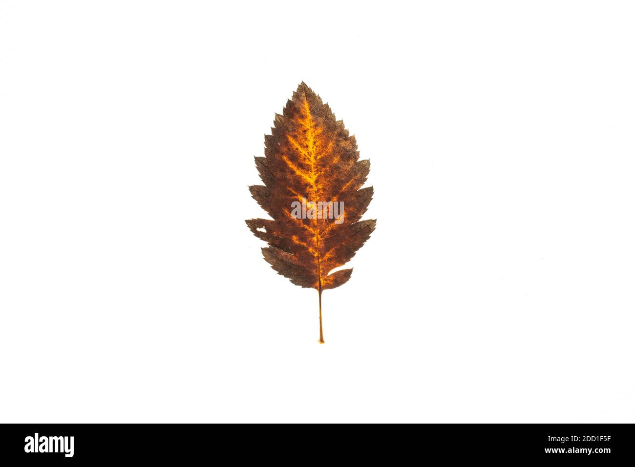 Top view orange autumn Cut Out Stock Images & Pictures - Alamy