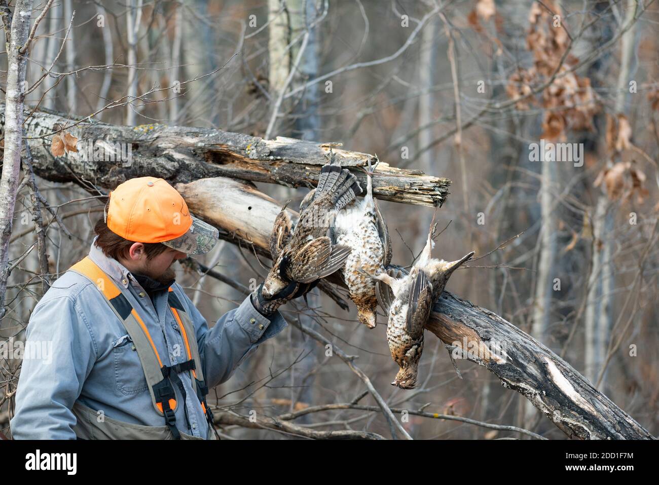 A young Ruffed Grouse hunter in Minnesota on an October afternoon Stock ...