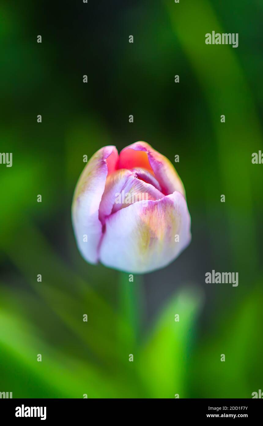 Beautiful spring tulip flowers growing in garden Stock Photo - Alamy