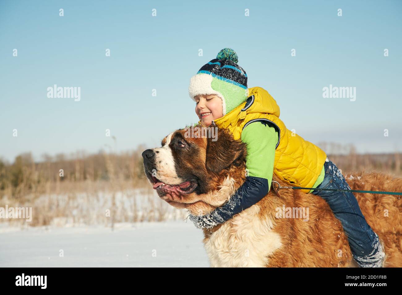 active little boy on horseback St. Bernard dog. child on a walk in the ...