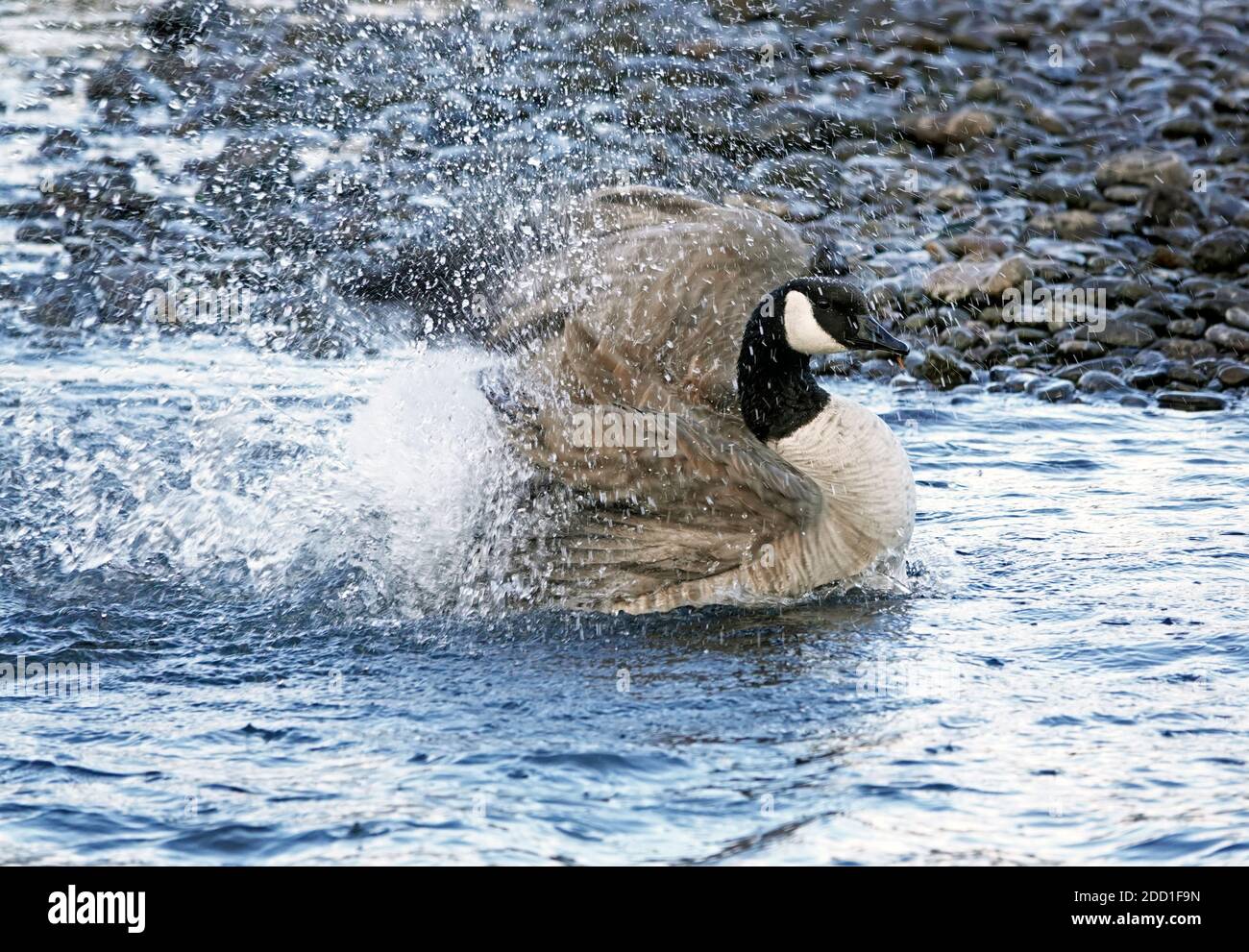 A large Canada goose taking a bath in a shallow area of the Deschutes ...