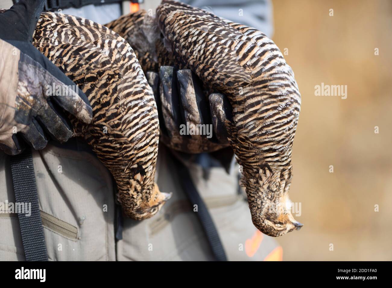 Prairie Chicken Hunting in Kansas Stock Photo - Alamy
