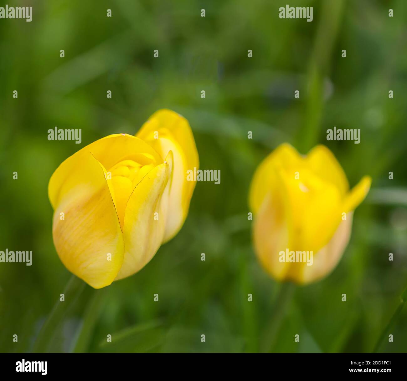 Beautiful spring tulip flowers growing in garden Stock Photo - Alamy