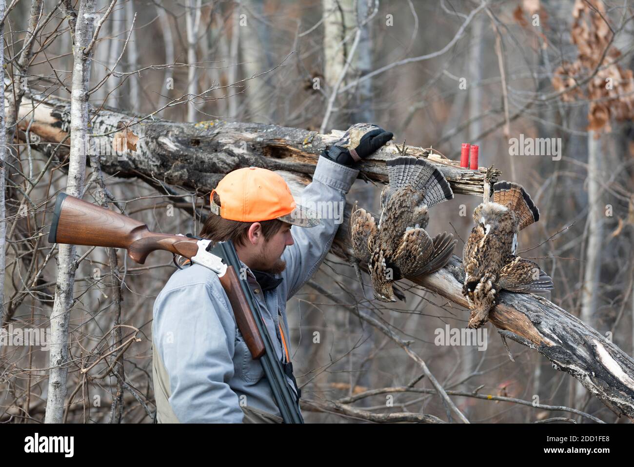 A young Ruffed Grouse hunter in Minnesota on an October afternoon Stock ...