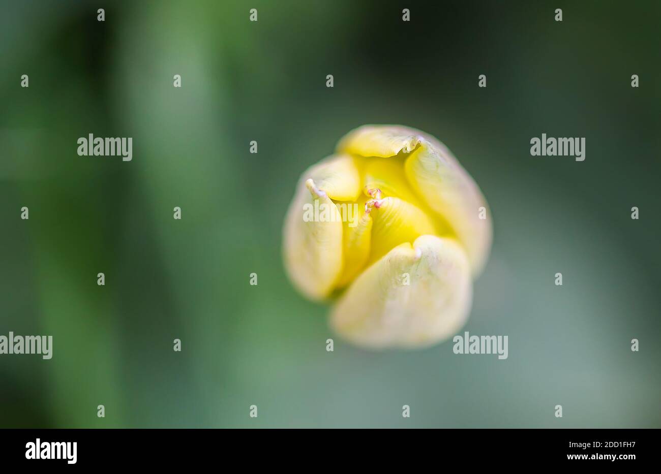 Closer look yellow petals flowers hi-res stock photography and images ...