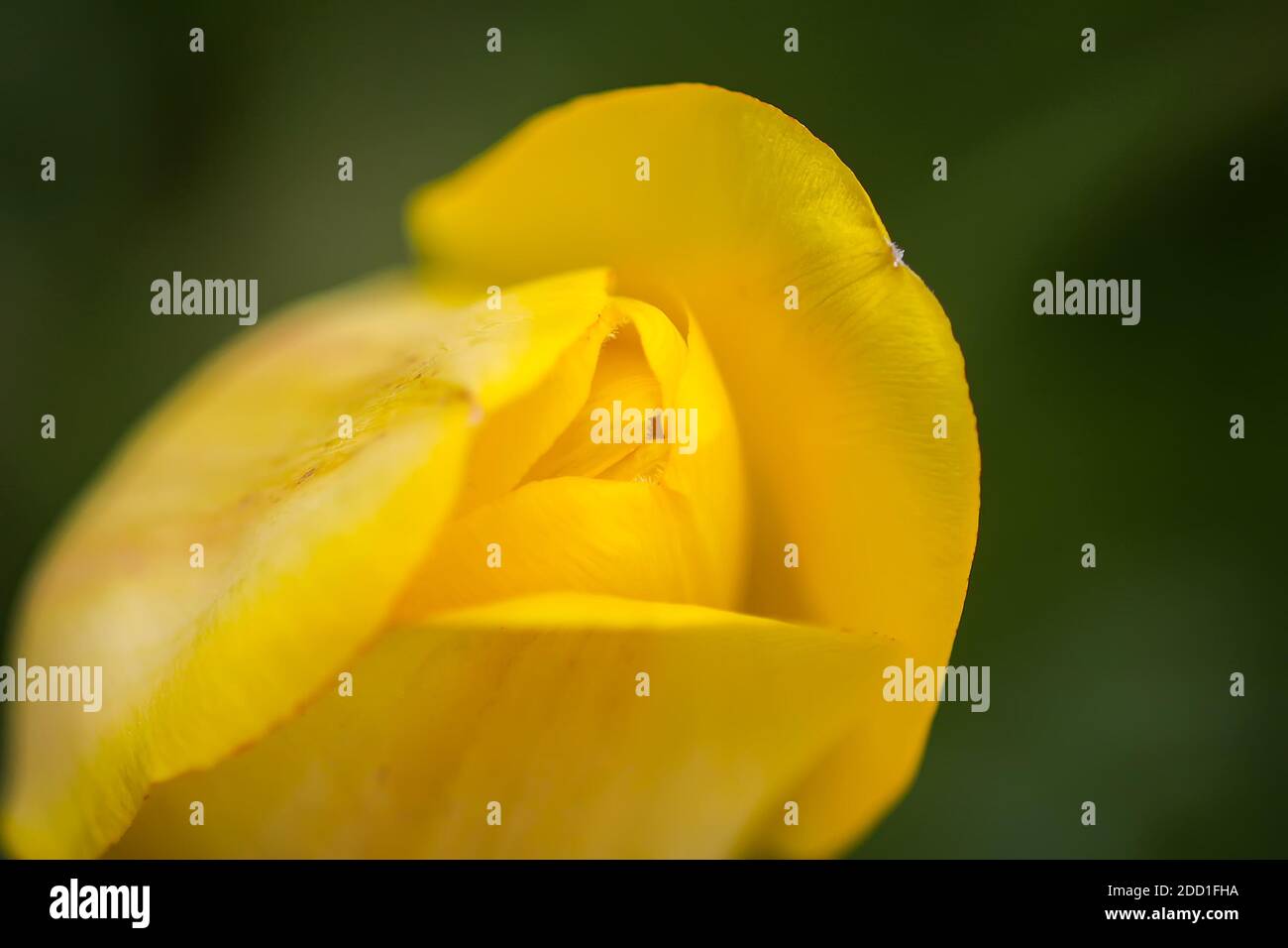 Closer look yellow petals flowers hi-res stock photography and images ...