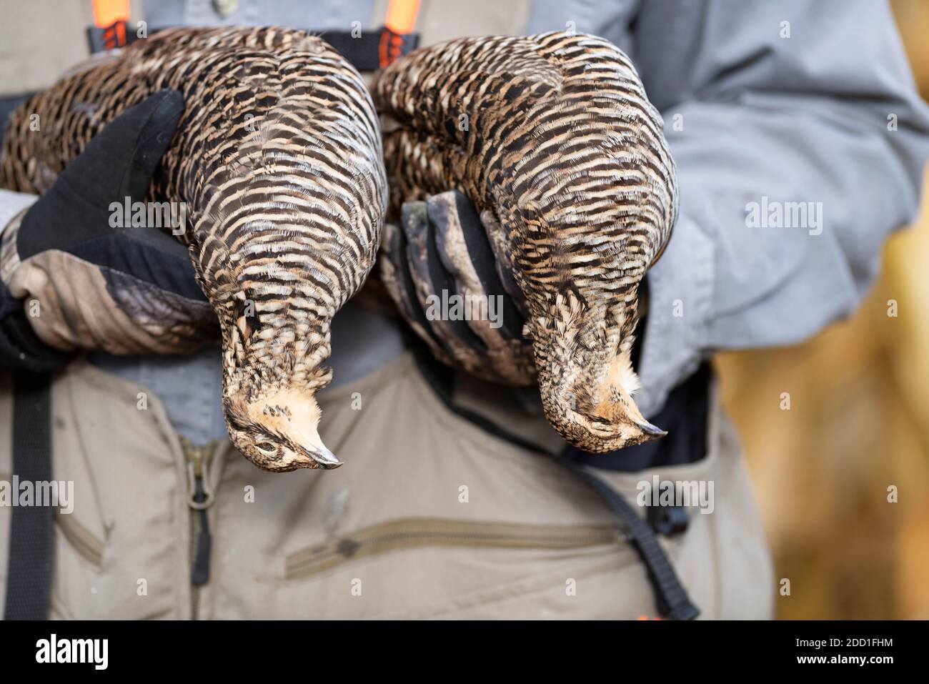 Prairie Chicken Hunting in Kansas Stock Photo - Alamy