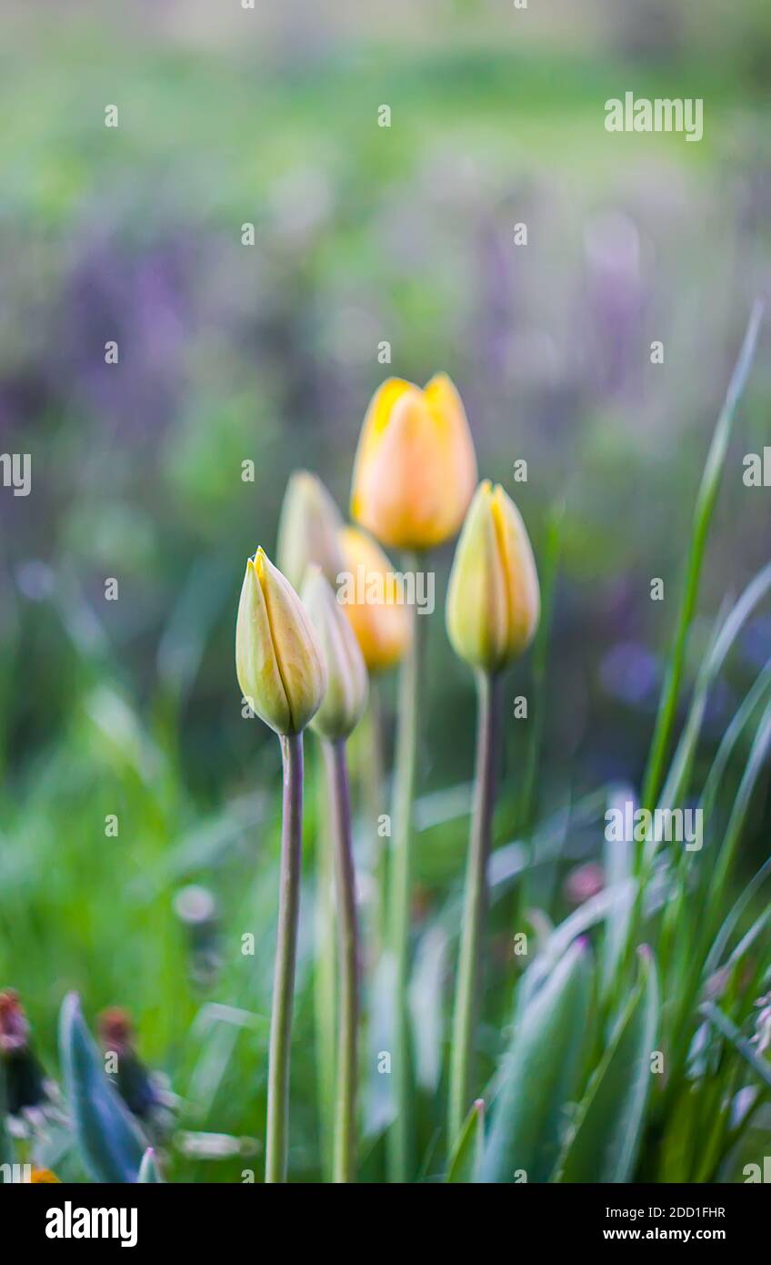 Beautiful spring tulip flowers growing in garden Stock Photo - Alamy