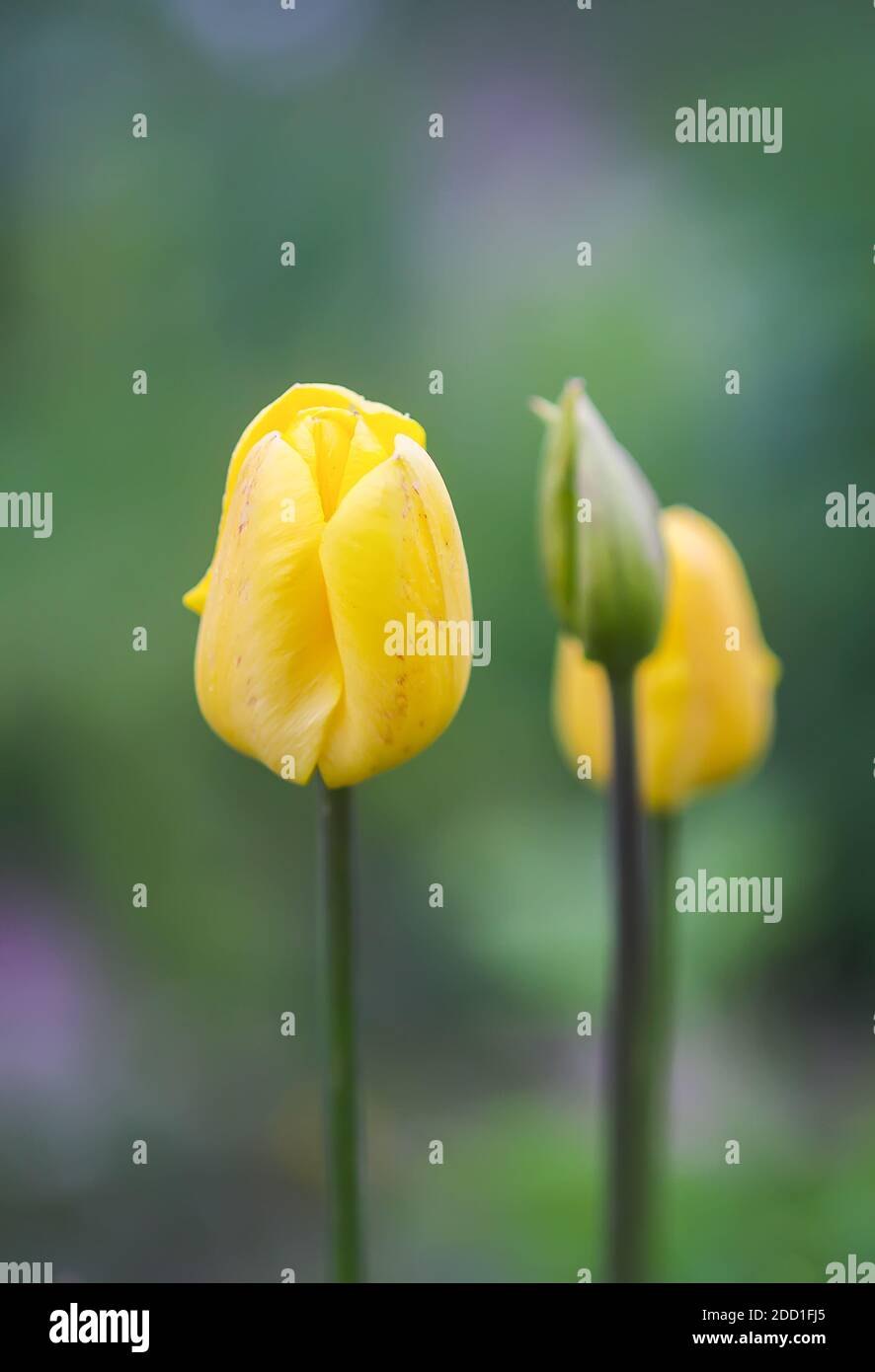 Beautiful spring tulip flowers growing in garden Stock Photo - Alamy