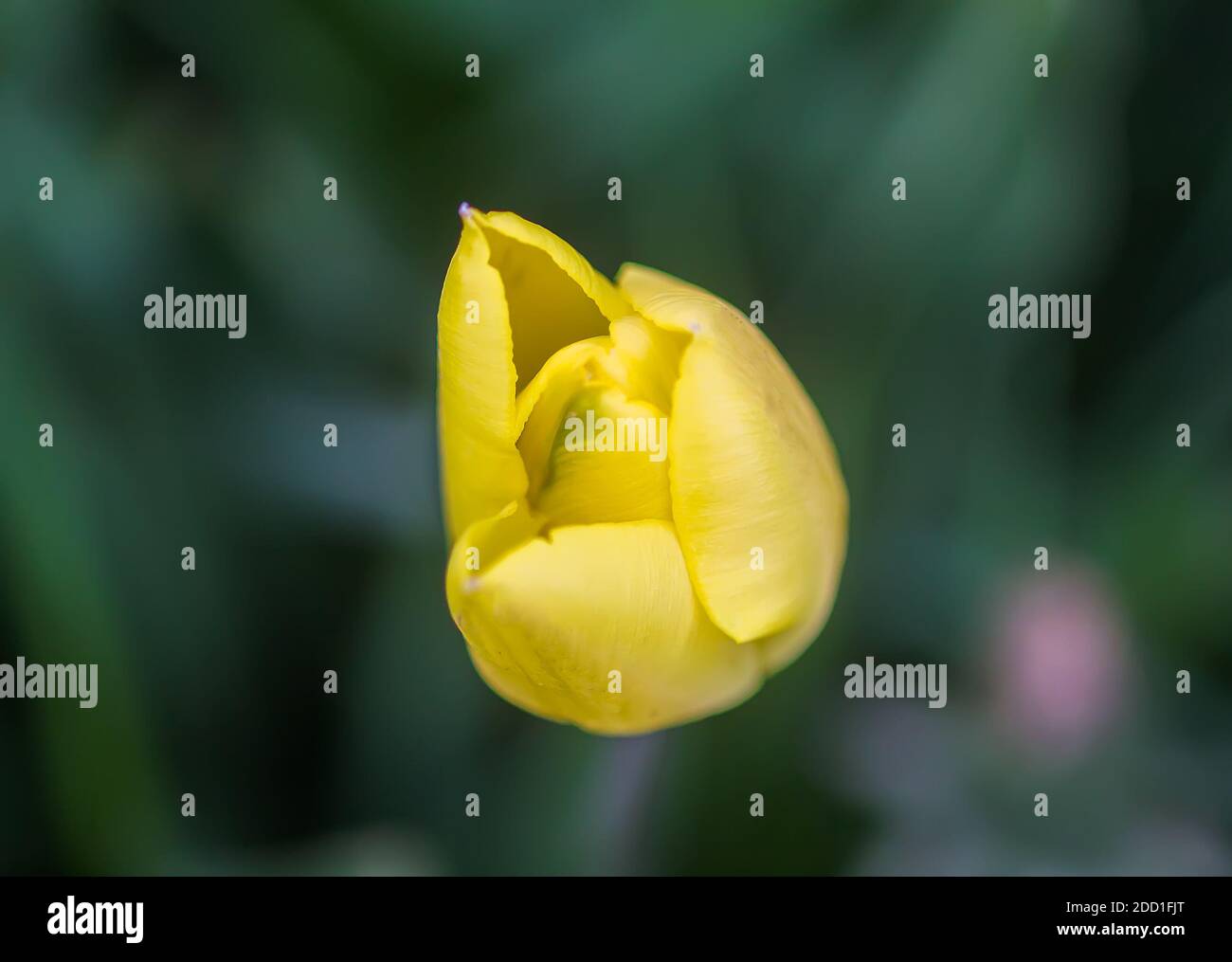Closer look yellow petals flowers hi-res stock photography and images ...