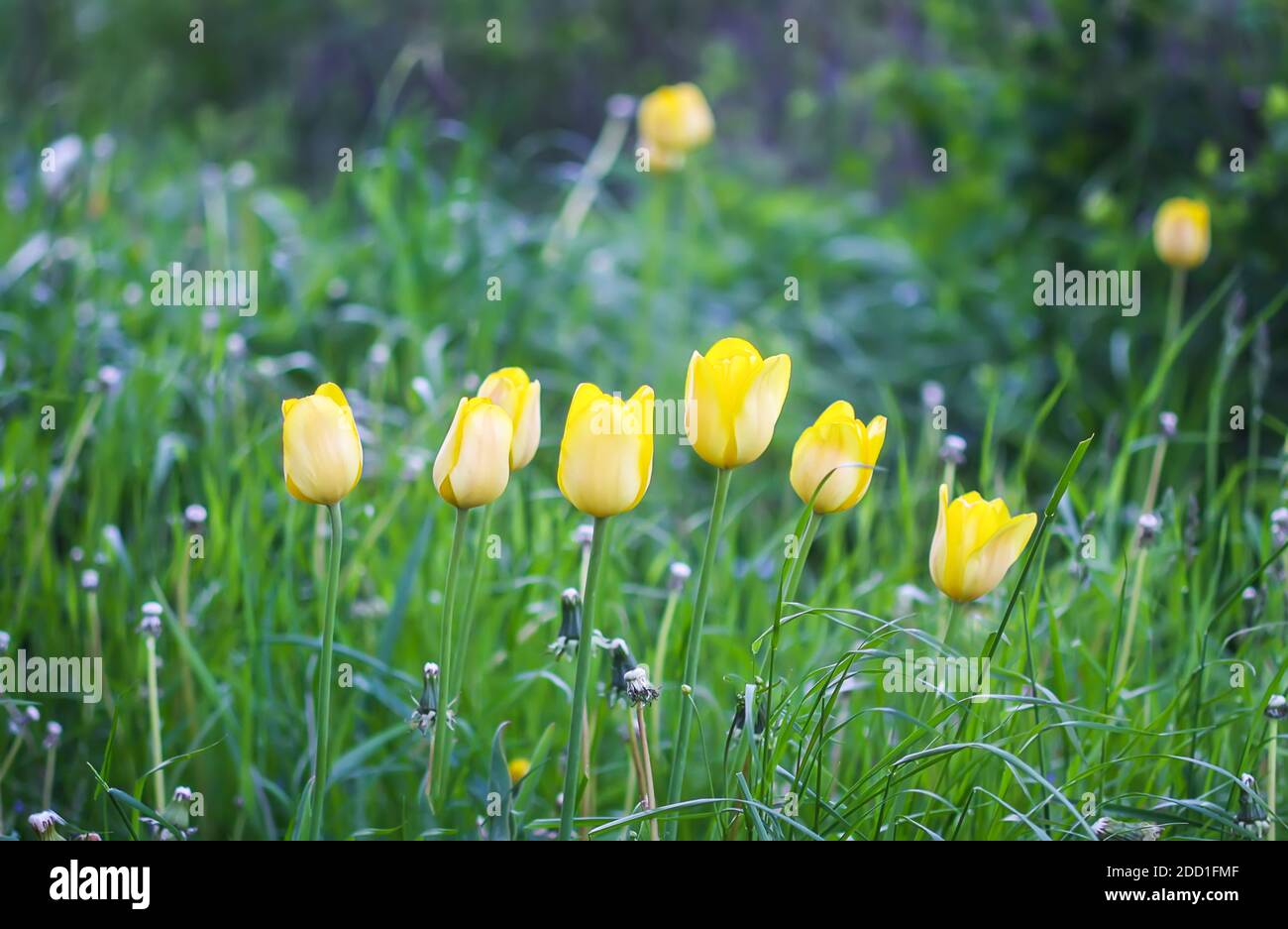 Beautiful spring tulip flowers growing in garden Stock Photo - Alamy