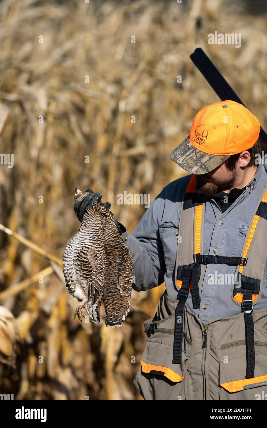 Upland bird hunter hunting prairie hi-res stock photography and images ...