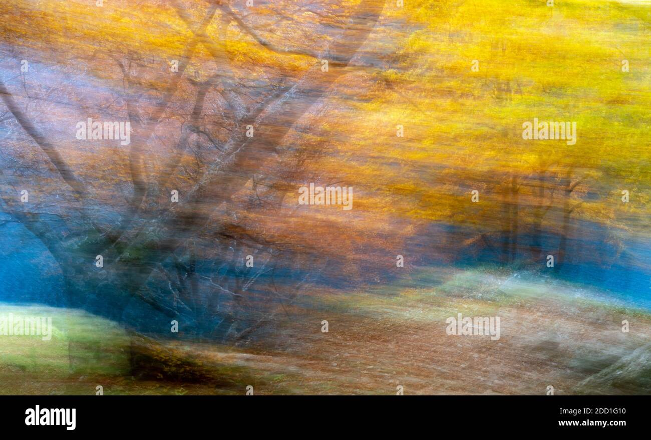 Branches of beeches hi-res stock photography and images - Alamy