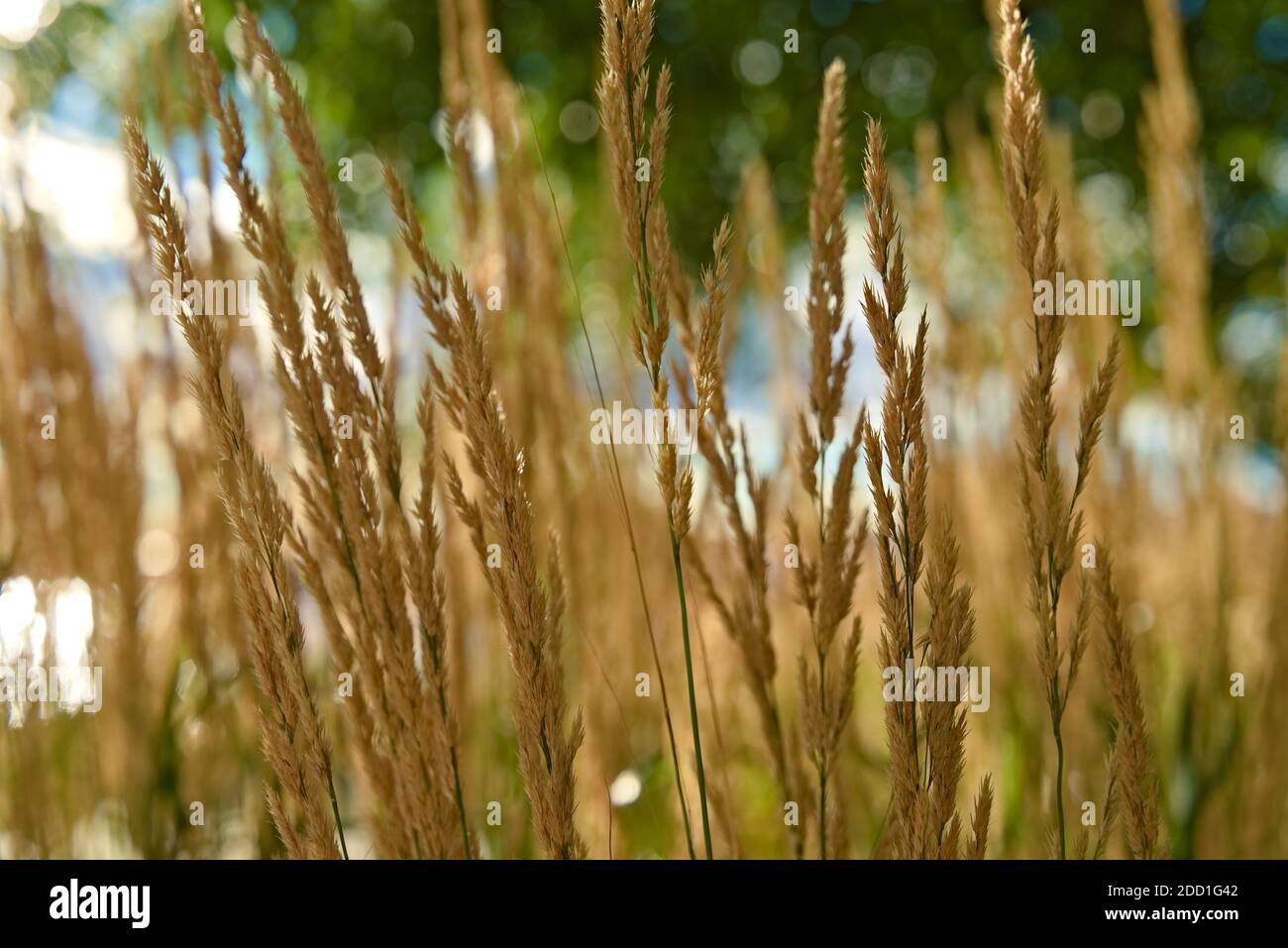 Grass up close hi-res stock photography and images - Alamy
