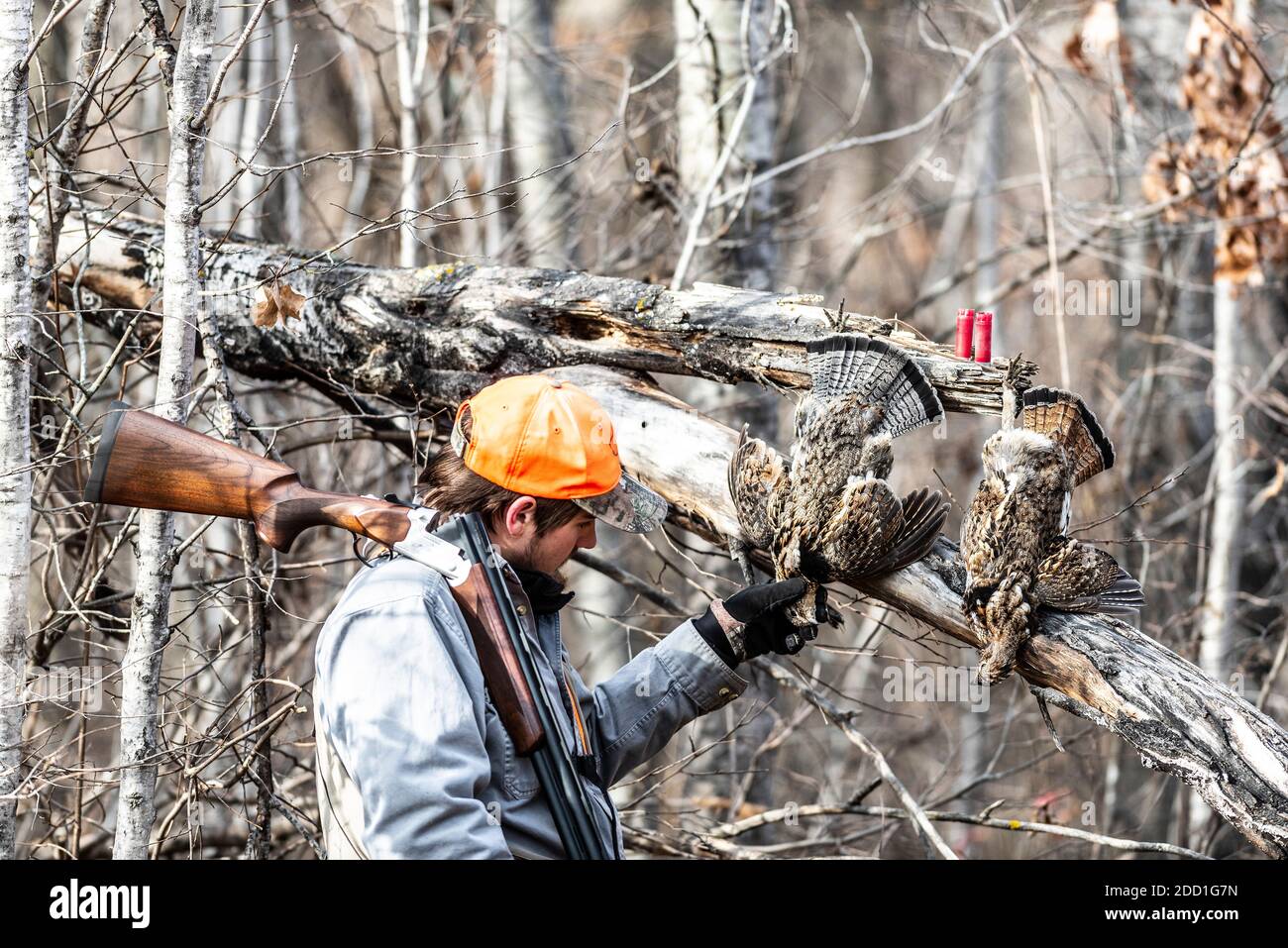 A young Ruffed Grouse hunter in Minnesota on an October afternoon Stock ...