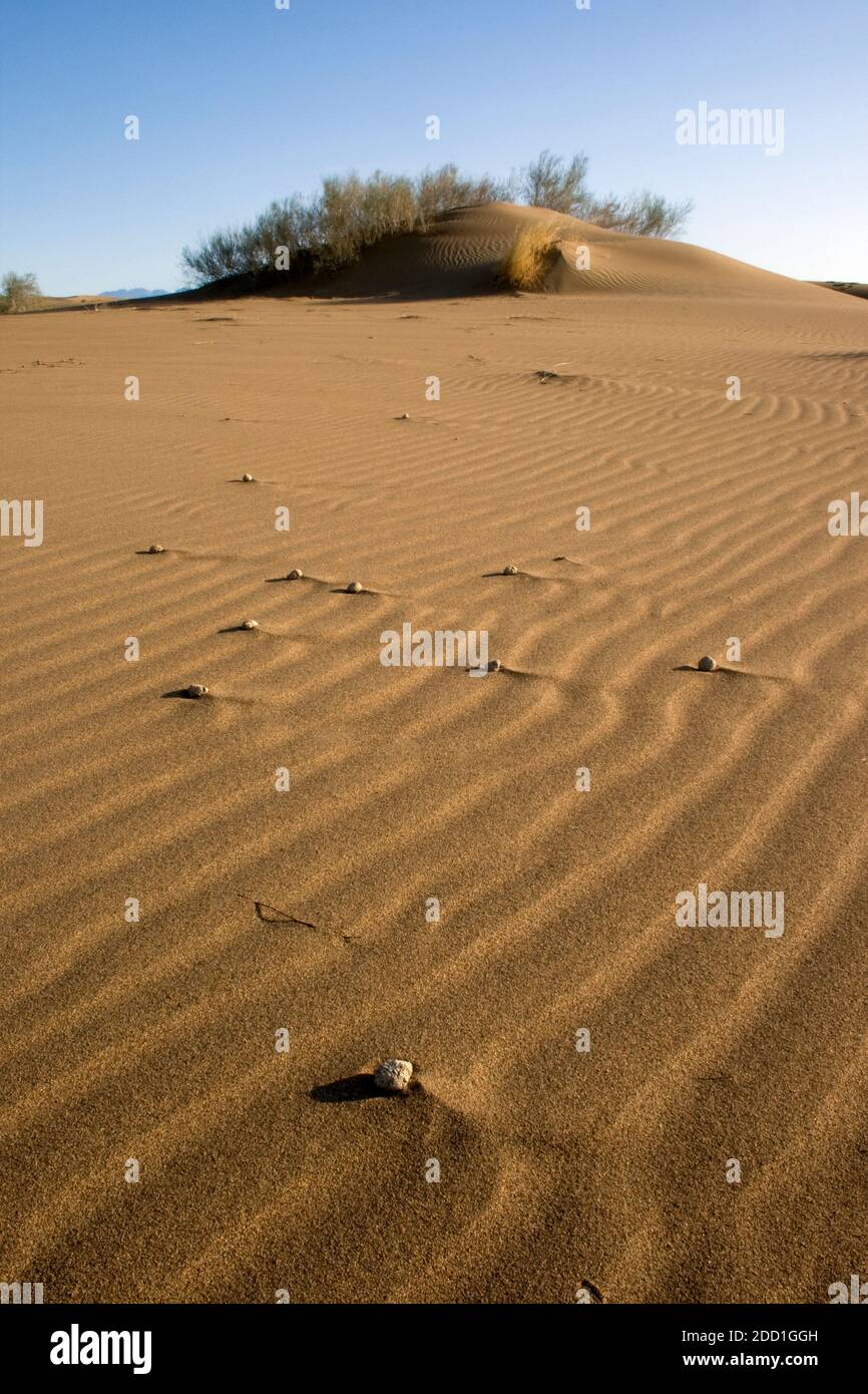 Desert Sand Dunes .The wavy texture of the sand dune Stock Photo - Alamy
