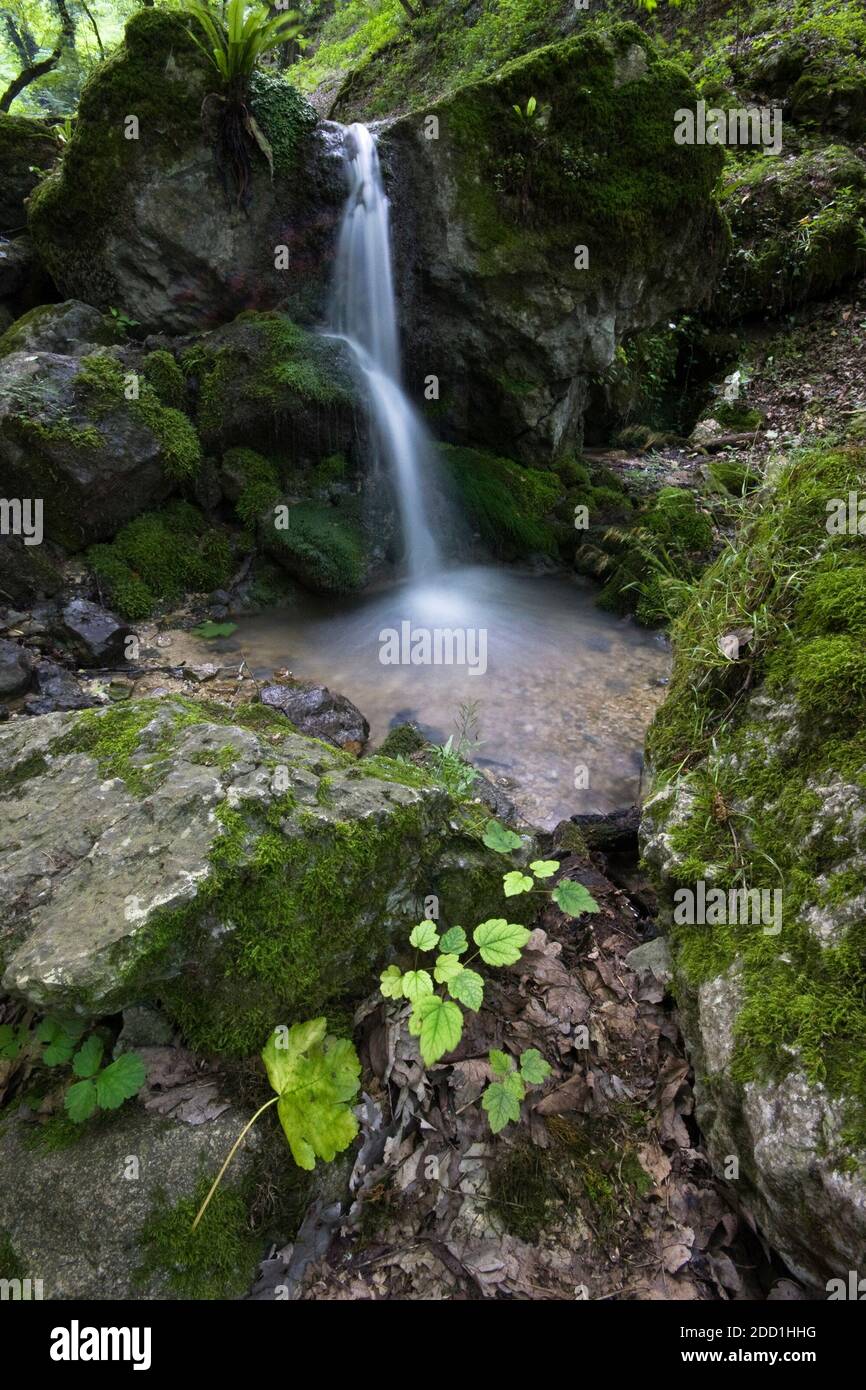 Small waterfall inside the lush forest Stock Photo - Alamy