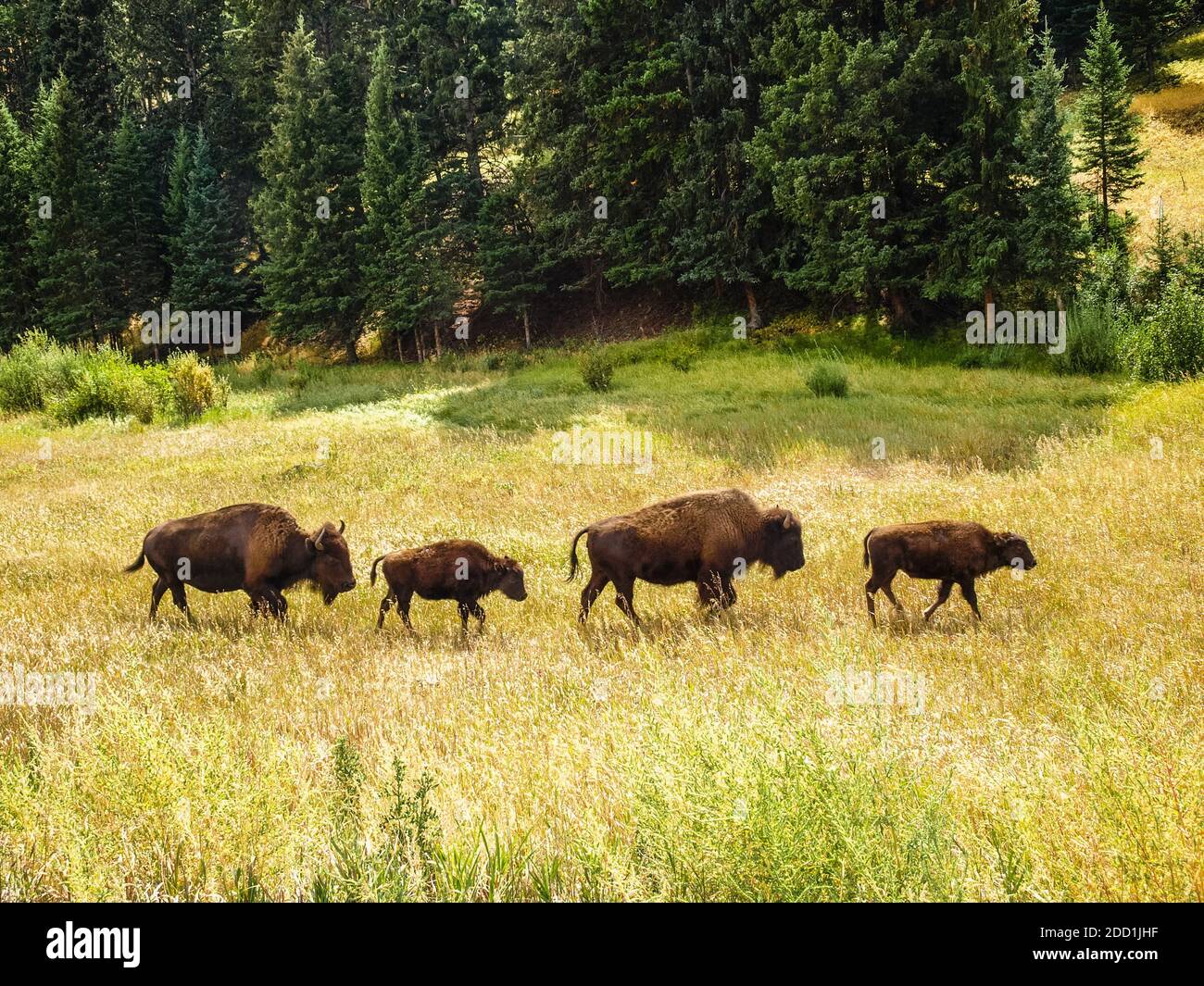 March of the American bison, Yellowstone National Park, MO, USA Stock ...