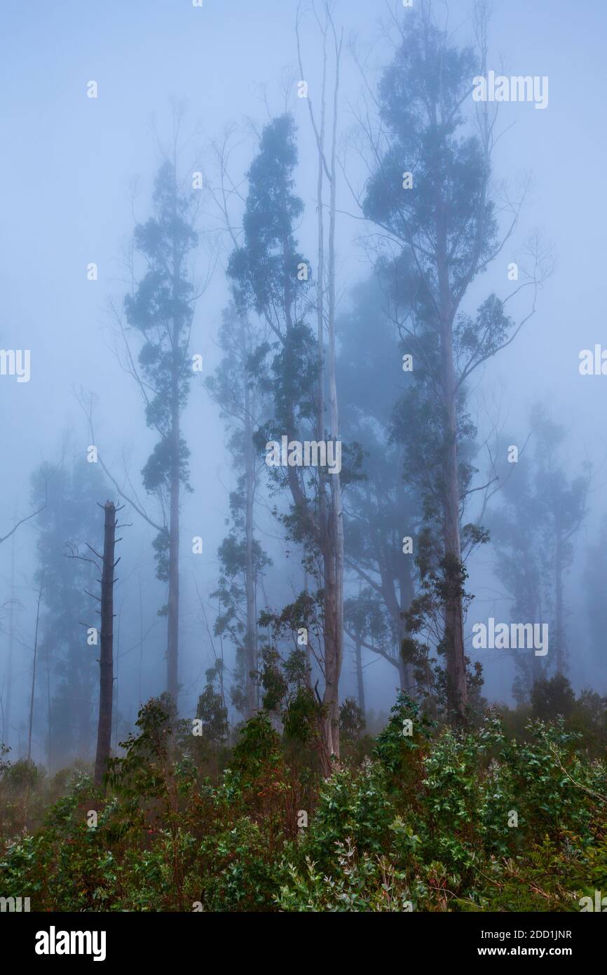 Fantasy forest in mist landscape at Madeira Island, Portugal Stock ...