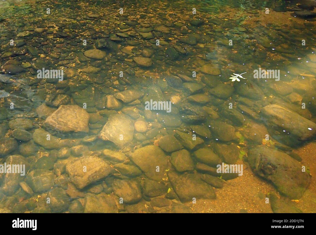 Hole of Sneith near Kipped, Stirlingshire, Scotland.The pool below the ...