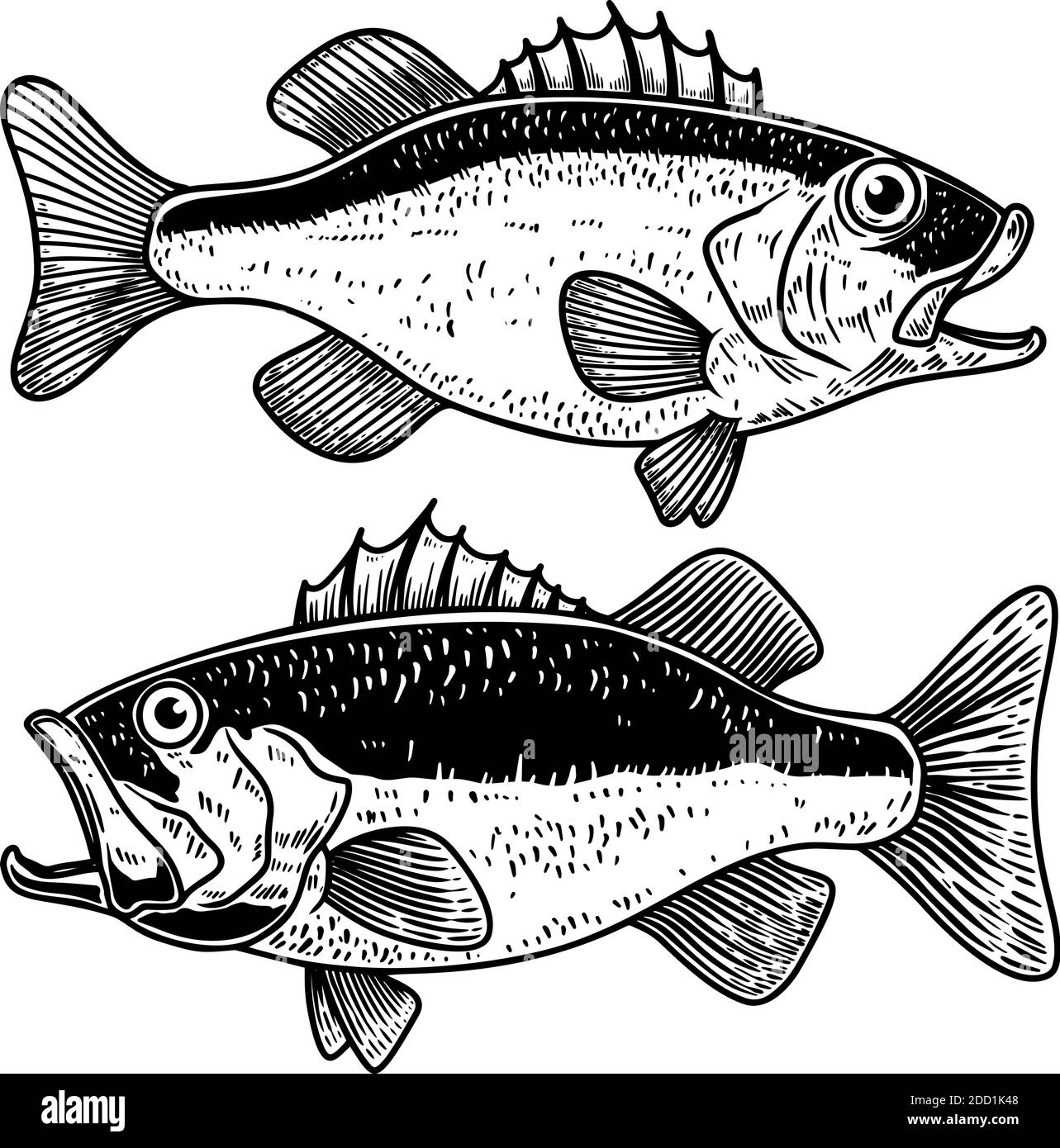 Illustration of bass fish in engraving style. Design element for logo ...
