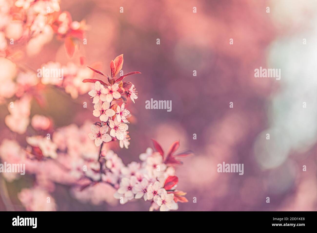 Horizontal banner with sakura flowers pink color on sunny backdrop ...