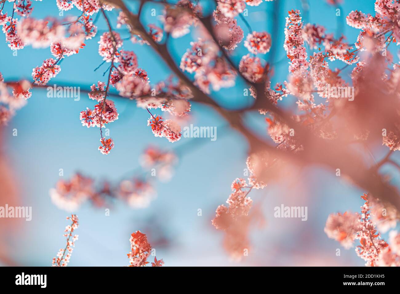 Sakura dream hi-res stock photography and images - Alamy