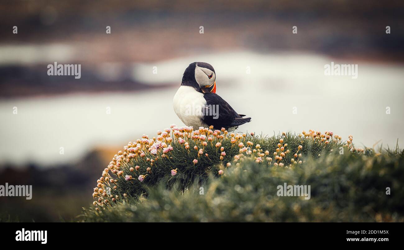 Puffin colony on Staffa Island Stock Photo - Alamy