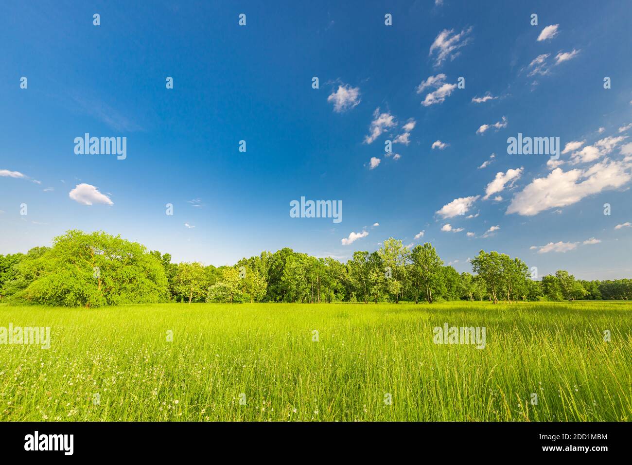 Bright meadow hi-res stock photography and images - Alamy