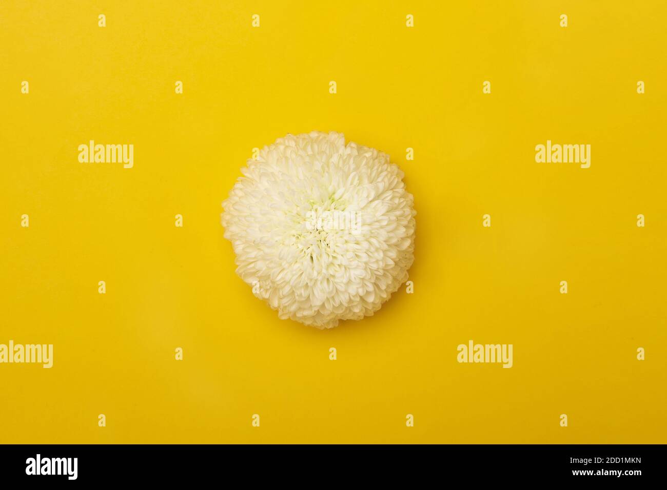 Ping blossom hi-res stock photography and images - Alamy