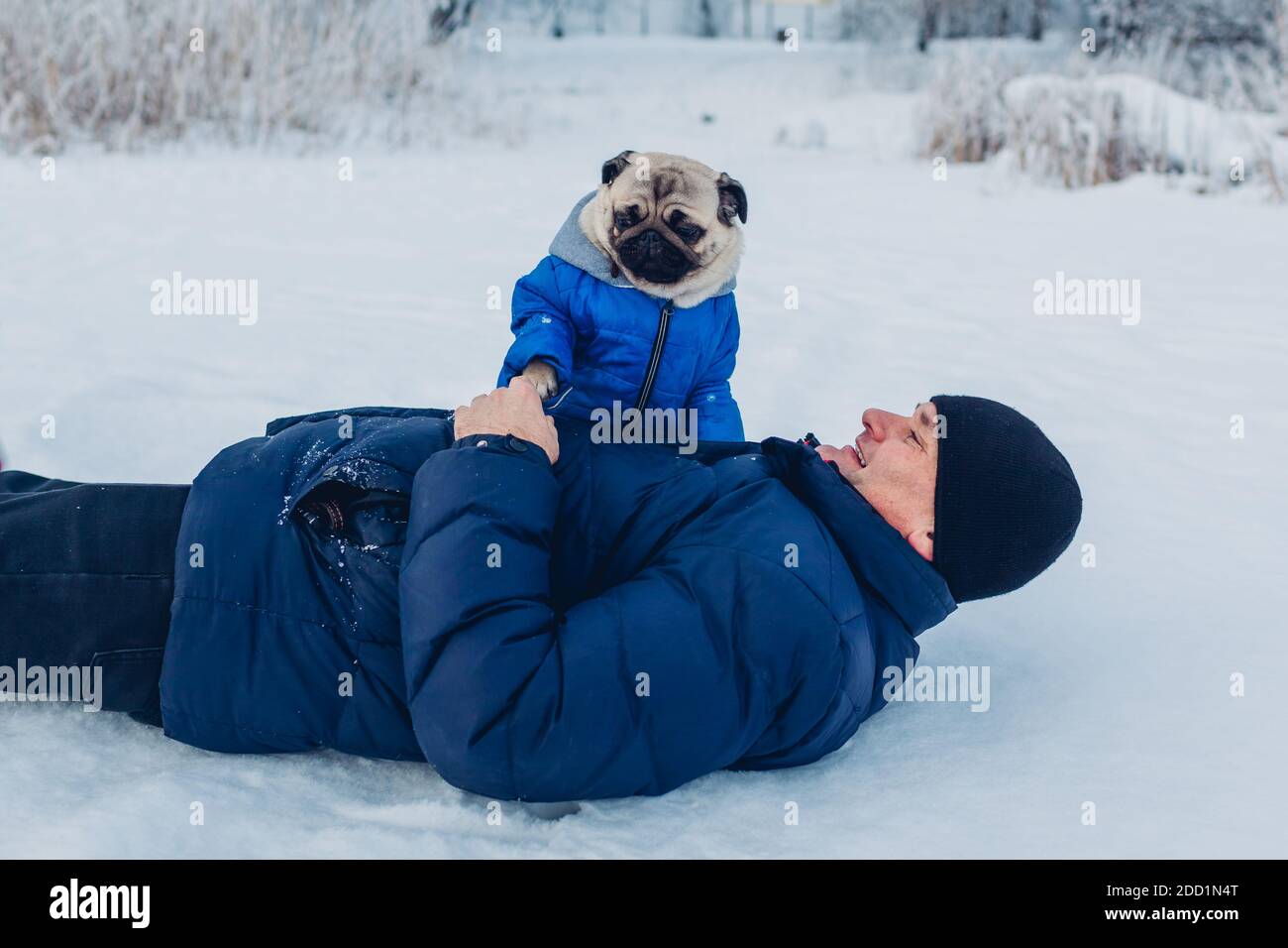 Pug dog playing on snow with its owner lying on ground. Puppy wearing ...
