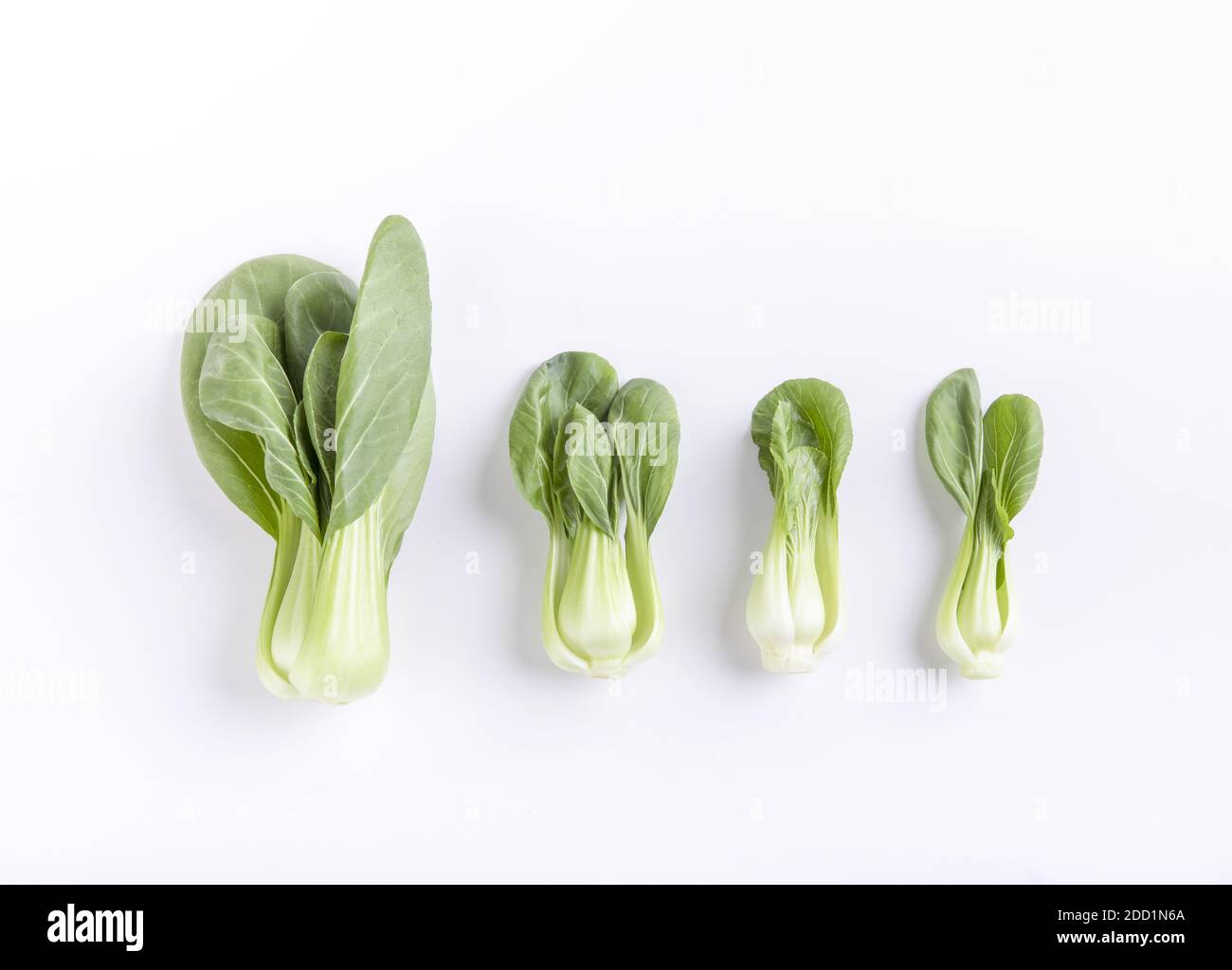 A top view of various bak choy isolated on a white background Stock ...