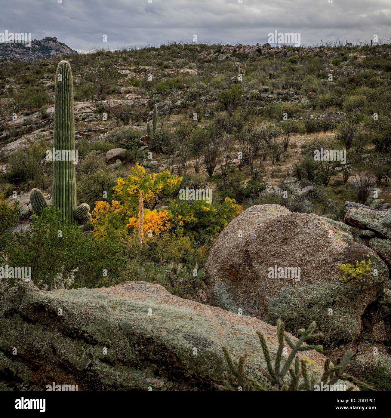 Turning into desert hi-res stock photography and images - Alamy