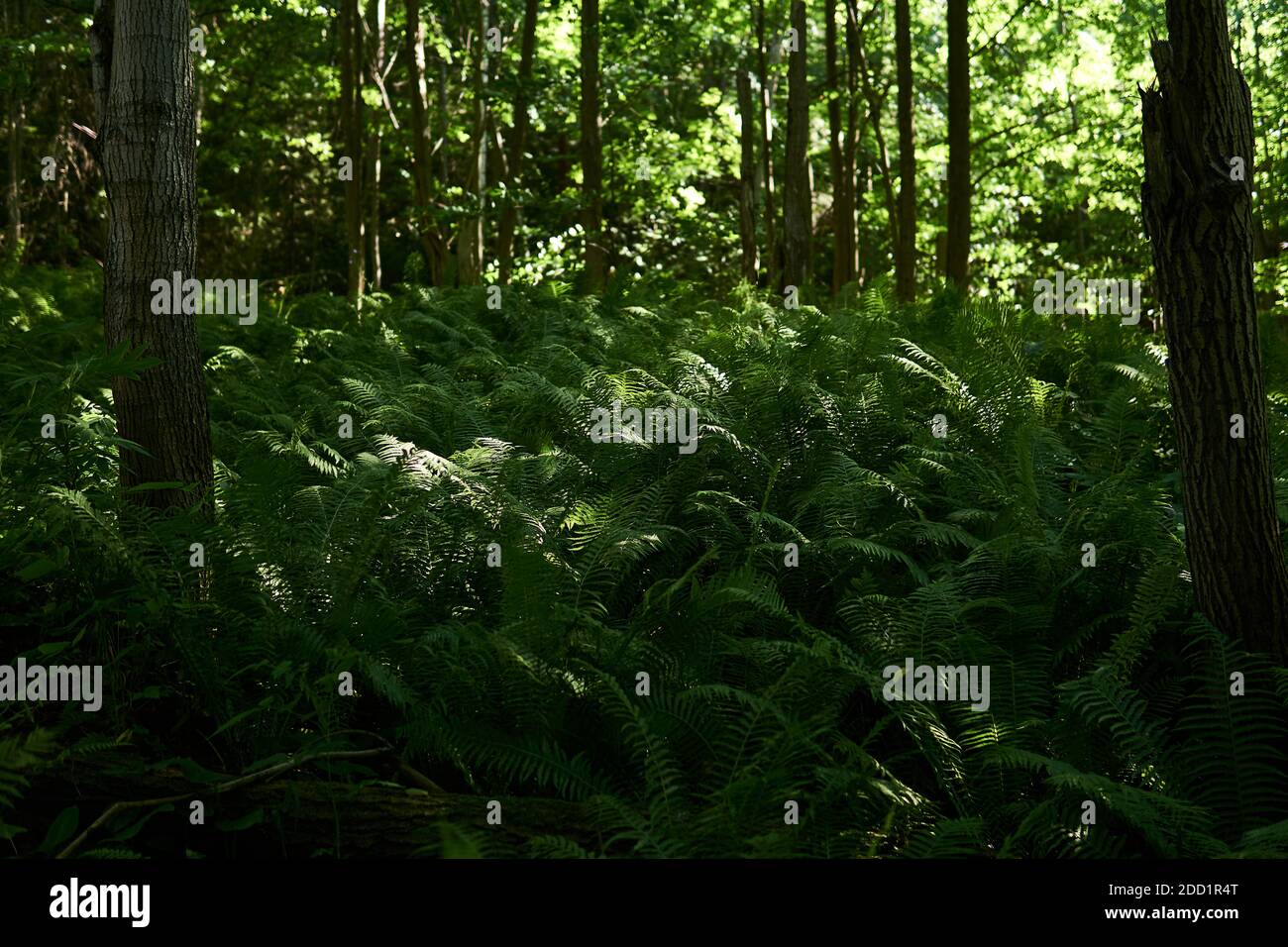 dense thickets of forest ferns in the shade between tree trunks Stock ...