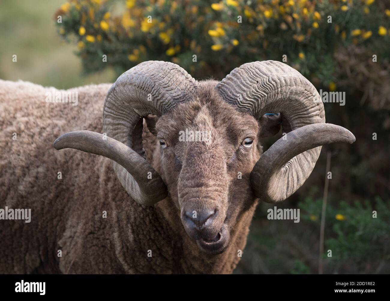 A sheep ram grazes in the English countryside Stock Photo - Alamy