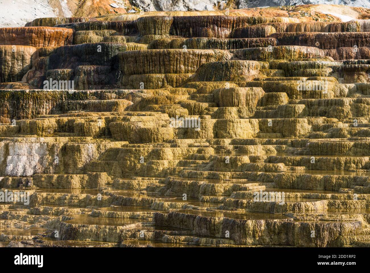 Travertine terraces at Mound Terrace, Lower Terraces, Mammoth Hot ...