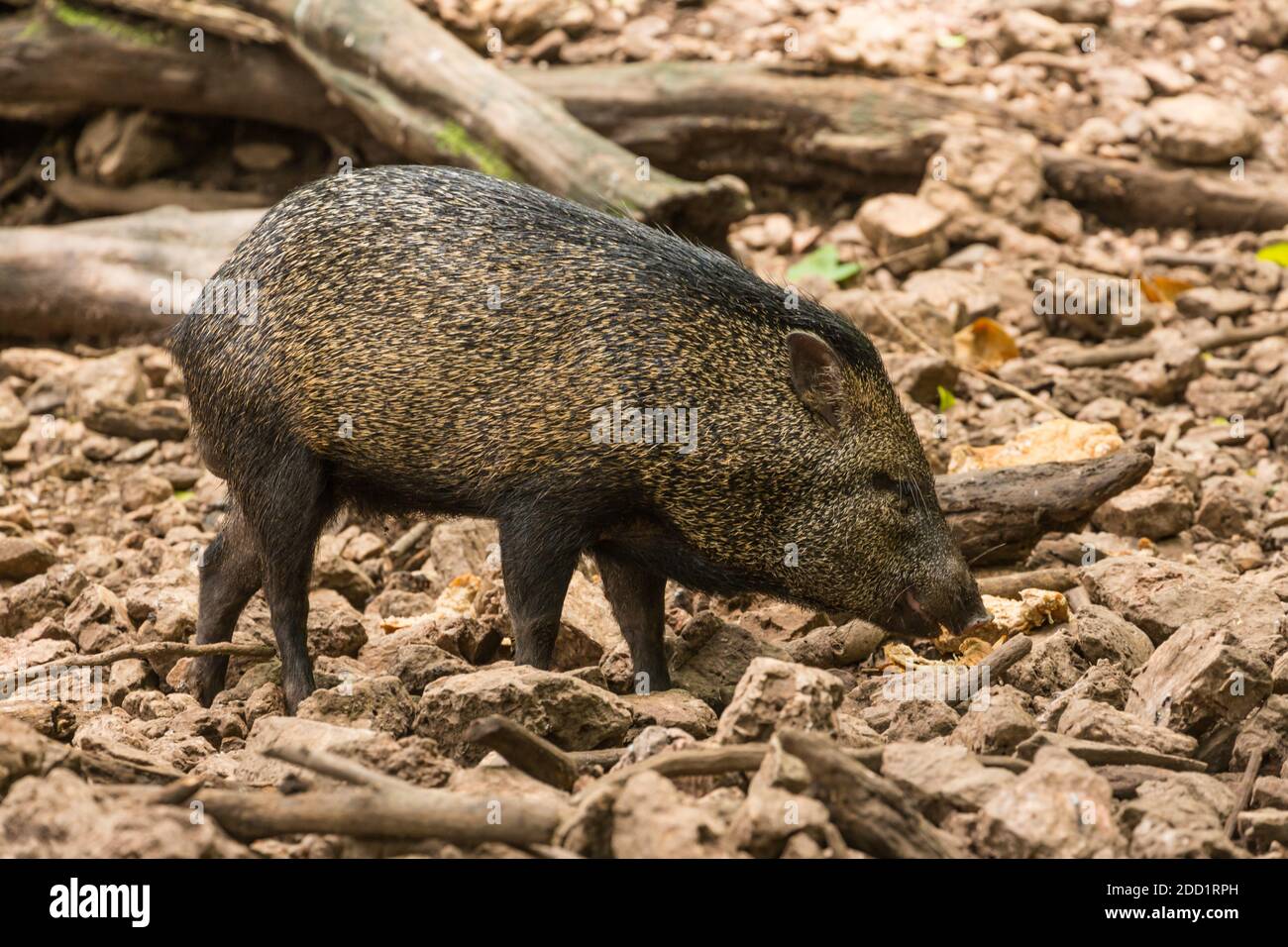 The Collared Peccary, Pecari tajacu, is a widespread inhabitant of ...