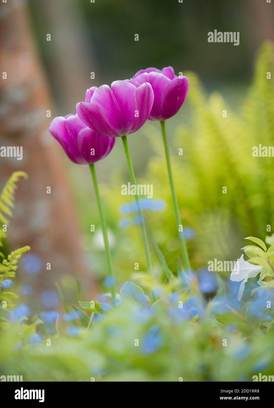 Three tulips in bloom in the countryside of Cornwall England Stock ...