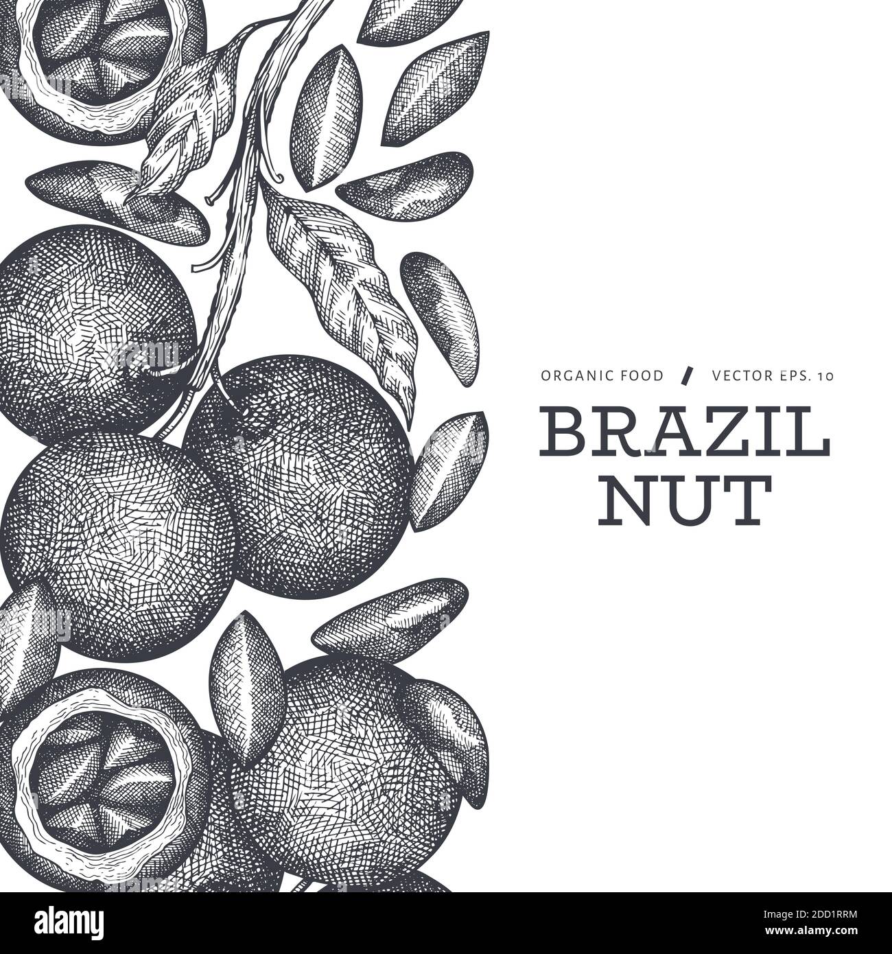 Brazilian nut tree Stock Vector Images - Alamy