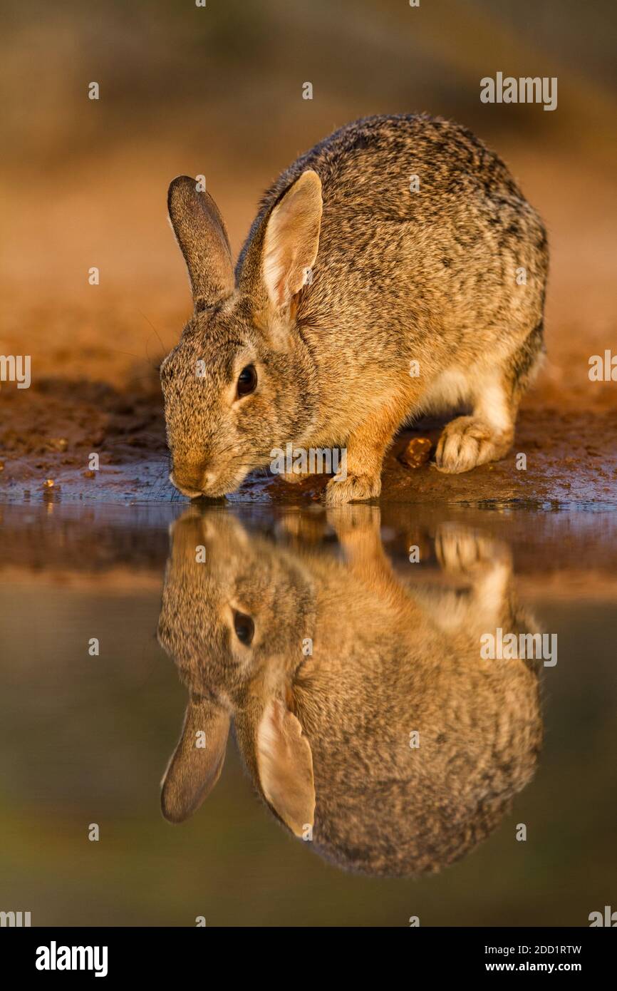 Most common rabbit of north america hi-res stock photography and images ...