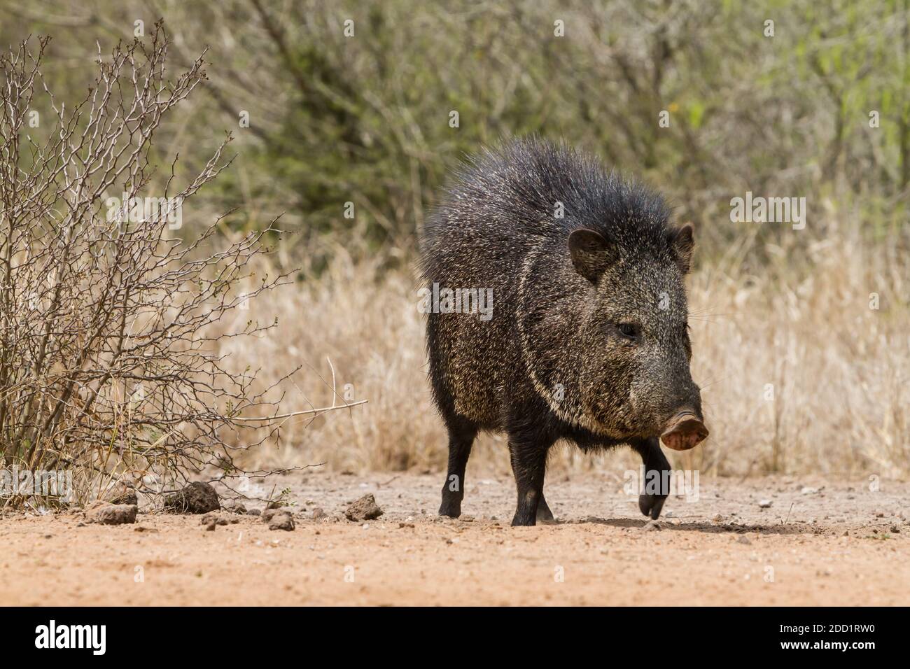 Thorn pig hi-res stock photography and images - Alamy