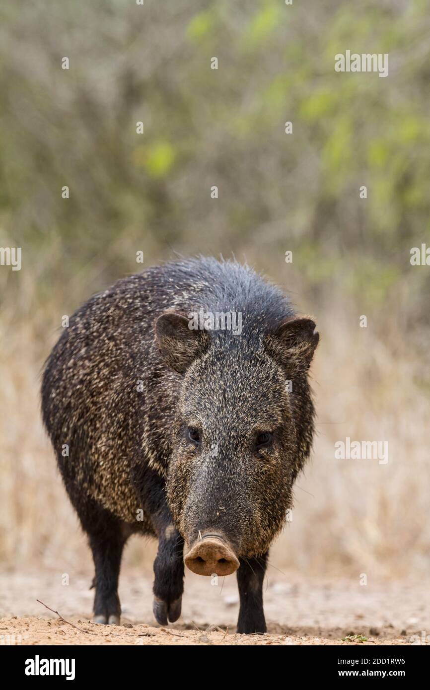 Thorn pig hi-res stock photography and images - Alamy