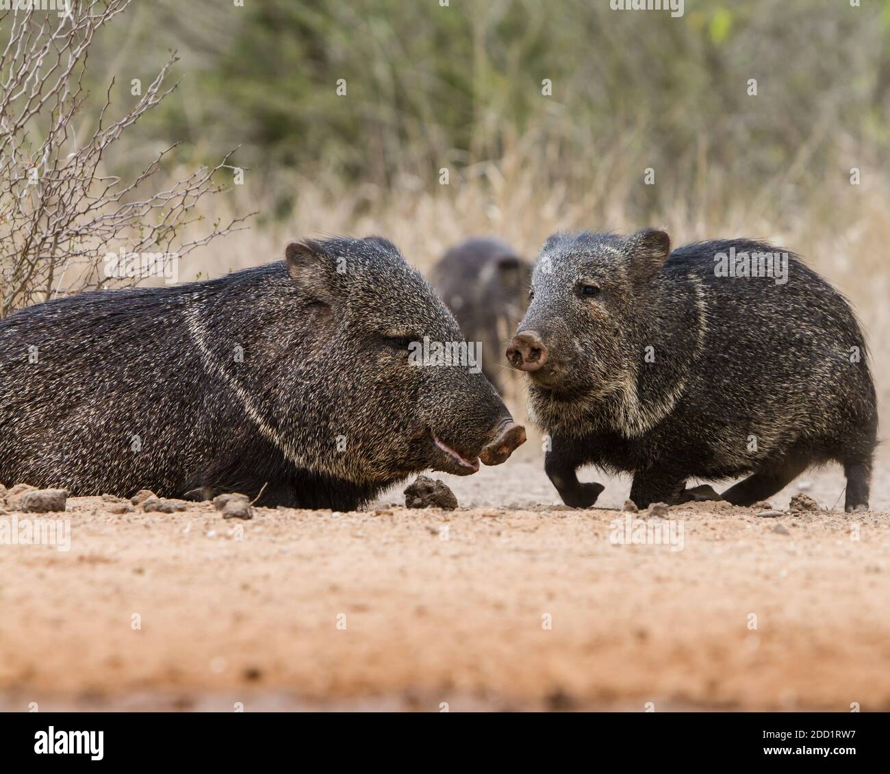 Collared Peccary or Javelina is widespread through the Southwestern ...