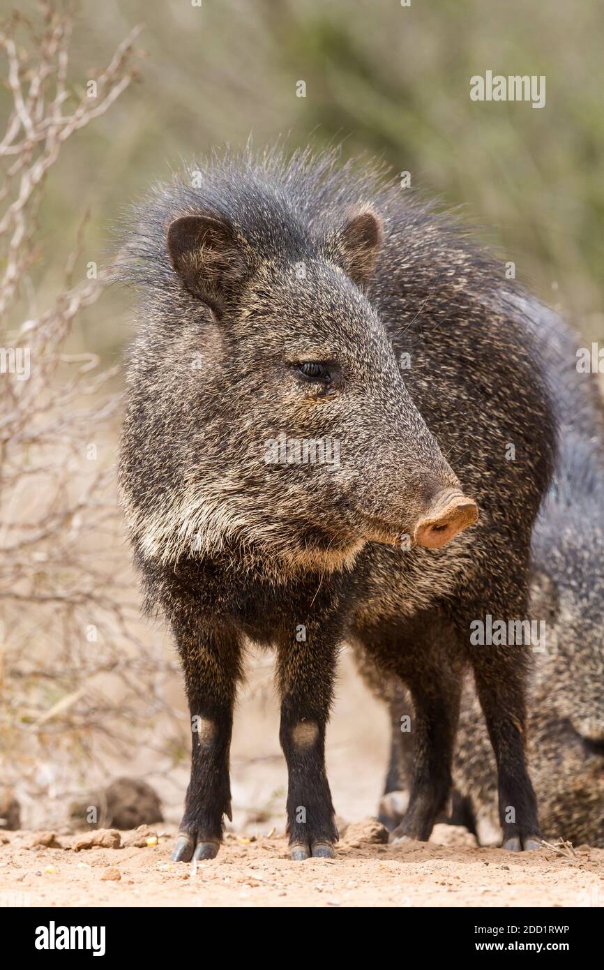 Iucn member hi-res stock photography and images - Alamy