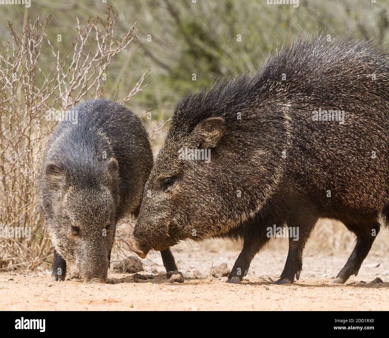Collared Peccary or Javelina is widespread through the Southwestern ...