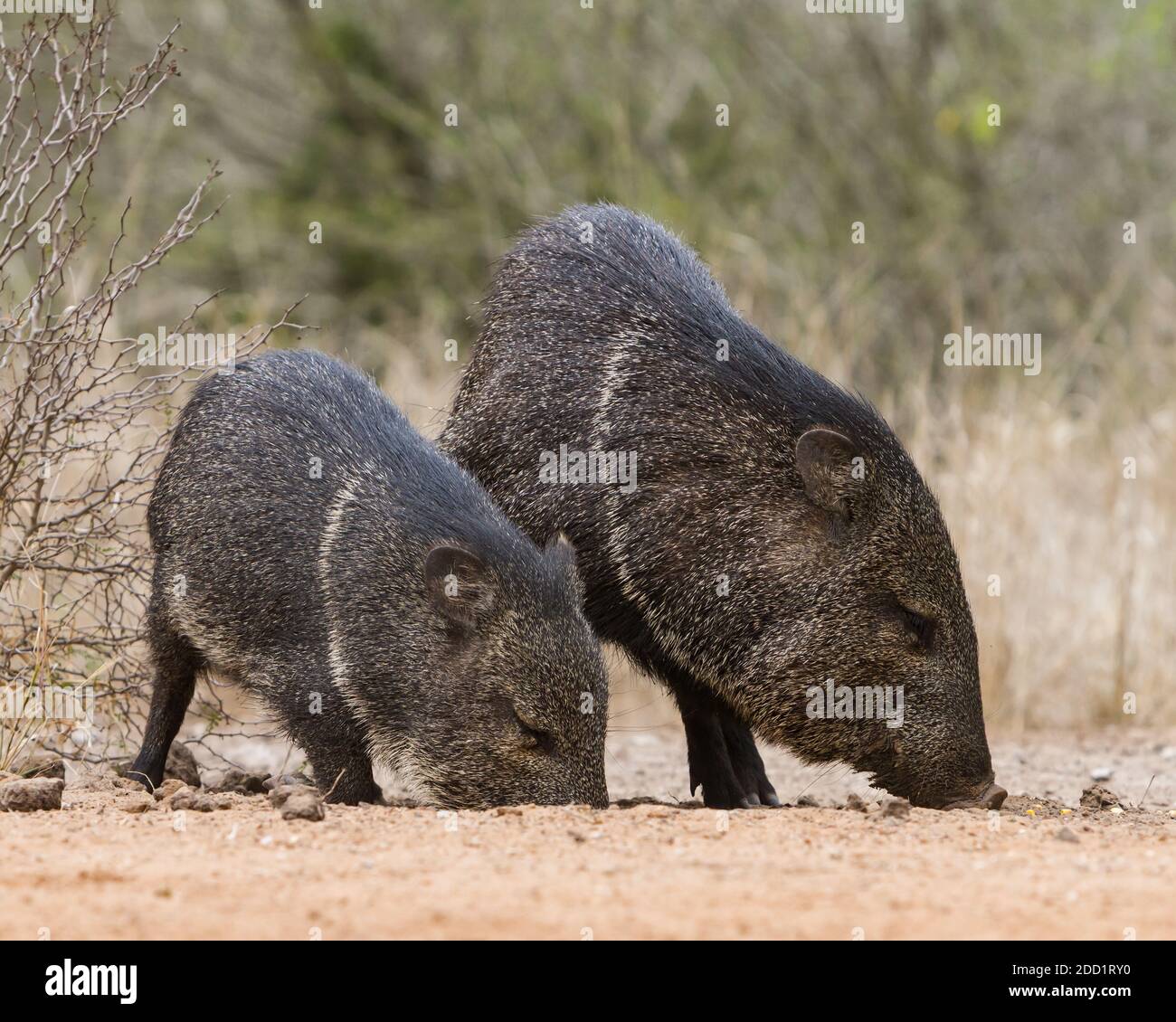 Thorn pig hi-res stock photography and images - Alamy