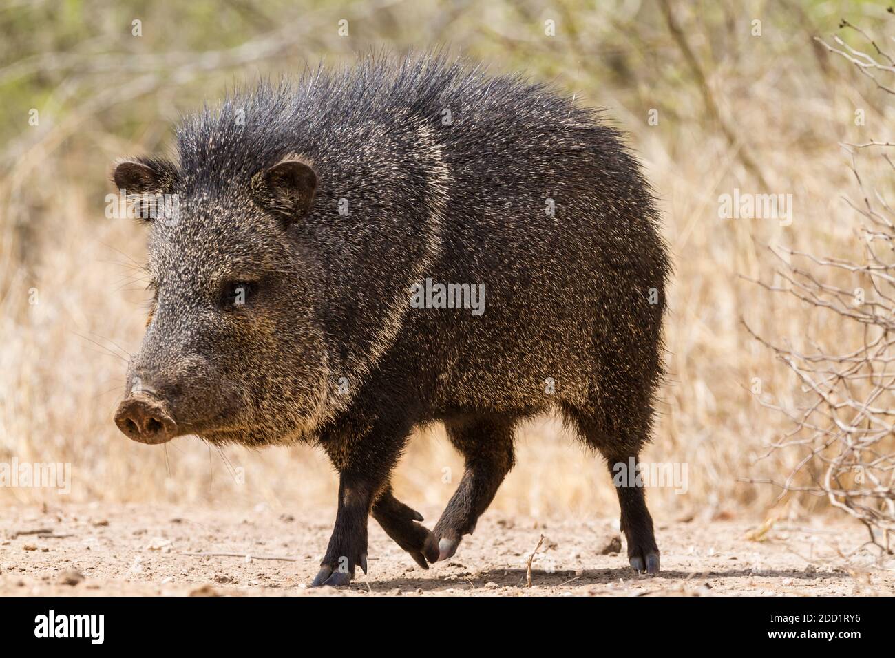 Thorn pig hi-res stock photography and images - Alamy