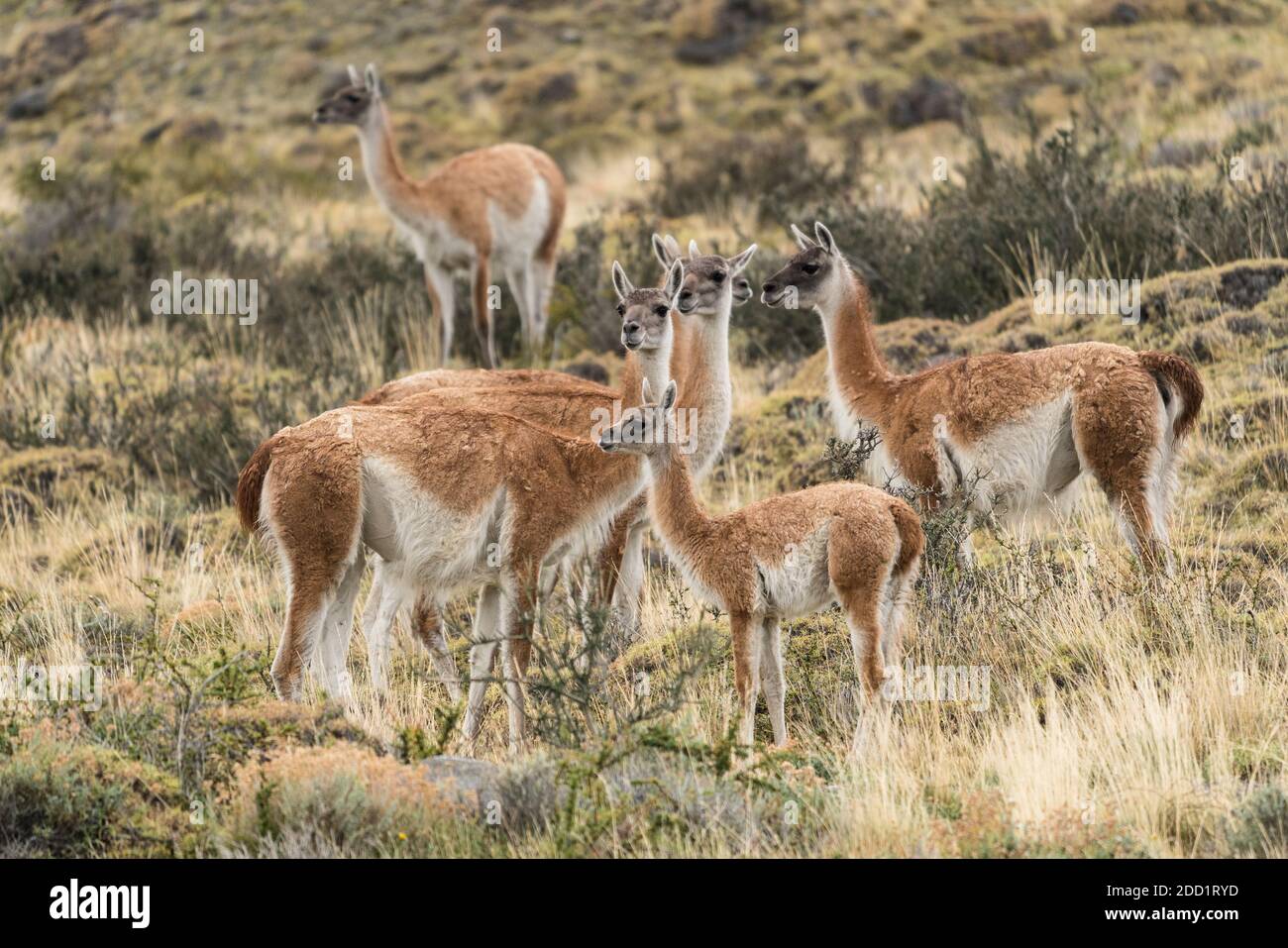 A herd of guanacos in Torres del Paine National Park in Chile. In front ...