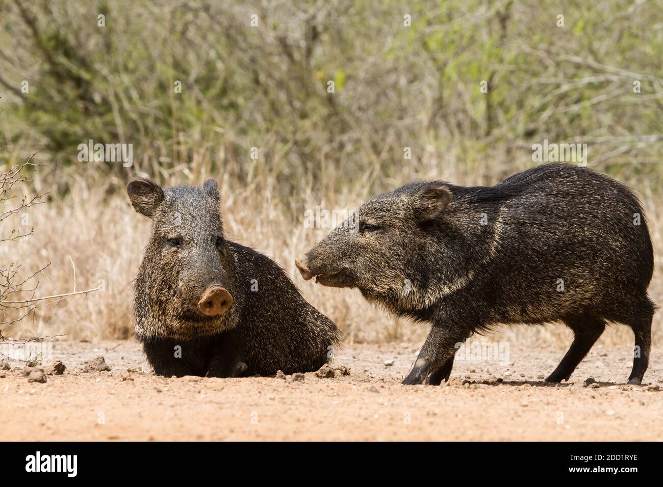 Iucn member hi-res stock photography and images - Alamy